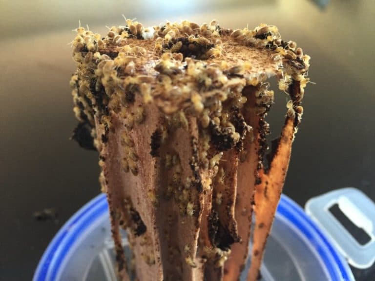 Termite Baiting apparatus and what is really important